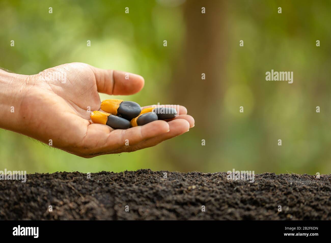 Close up hand of farmer planting a black seeds of Afzelia, Doussie or ...