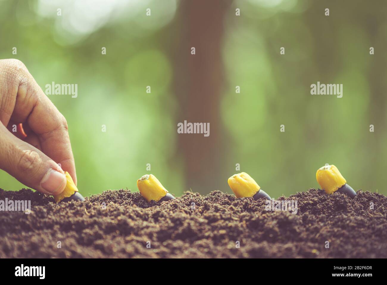 Close up hand of farmer planting a black seeds of Afzelia, Doussie or ...