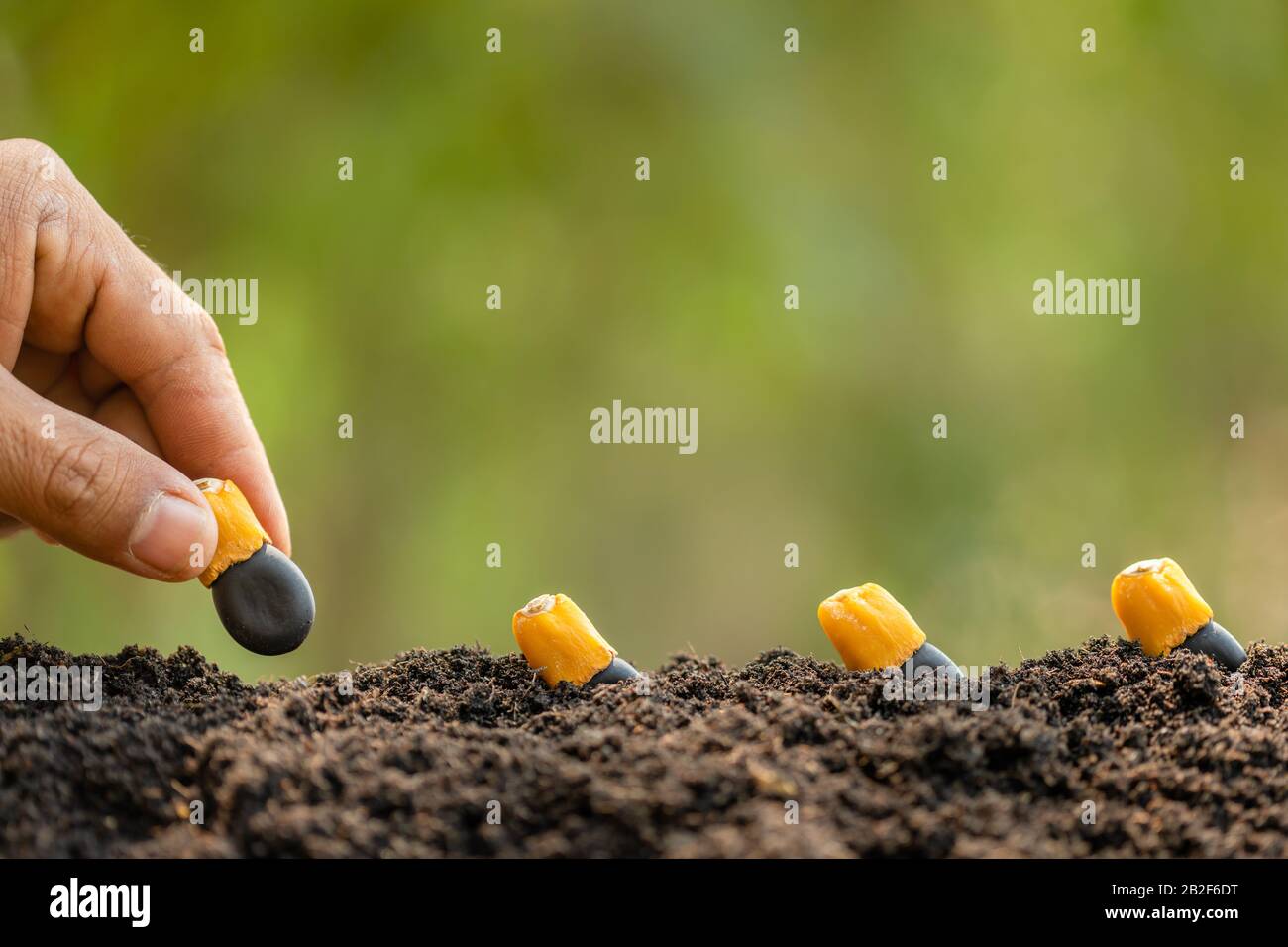 Close up hand of farmer planting a black seeds of Afzelia, Doussie or ...