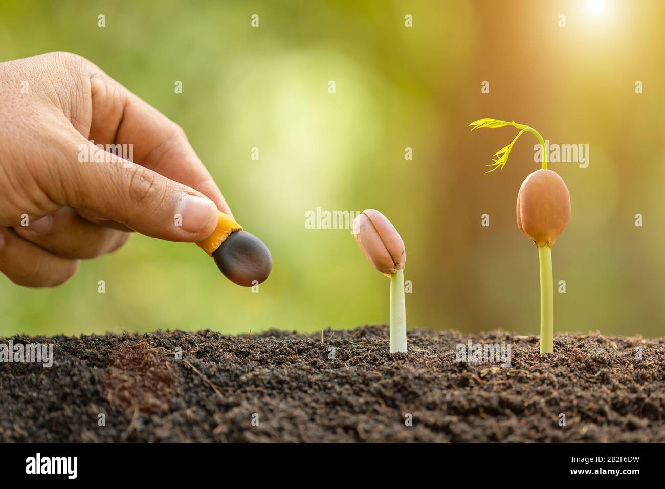 Close up hand of farmer planting a black seeds of Afzelia, Doussie or ...