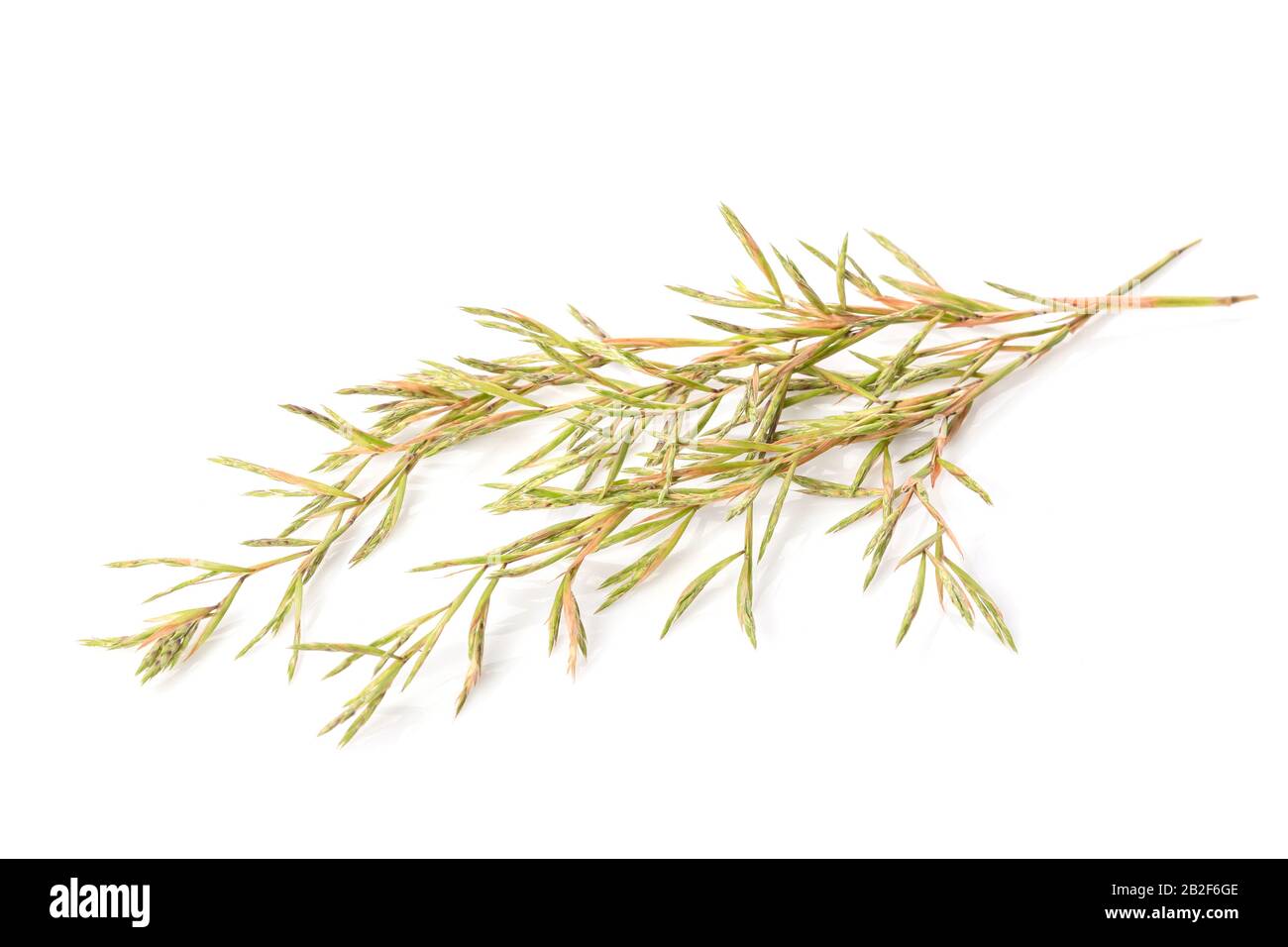 Flower citronella grass. Studio shot isolated on white background Stock ...
