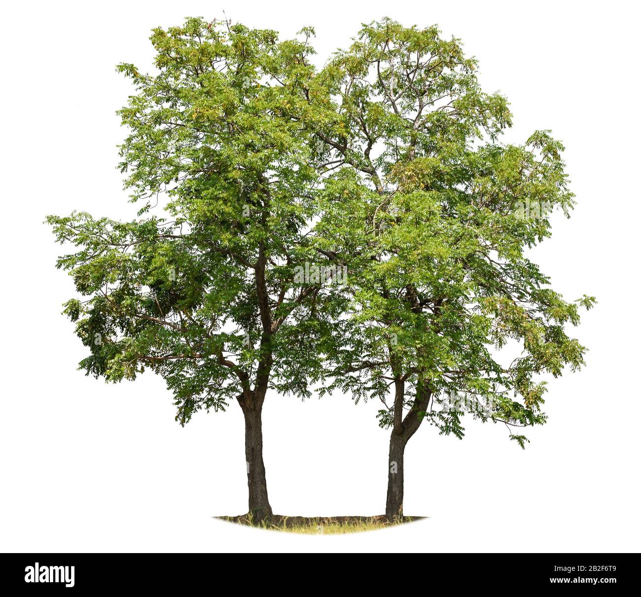 Twin tropical green tree isolated on white background. Saved with ...
