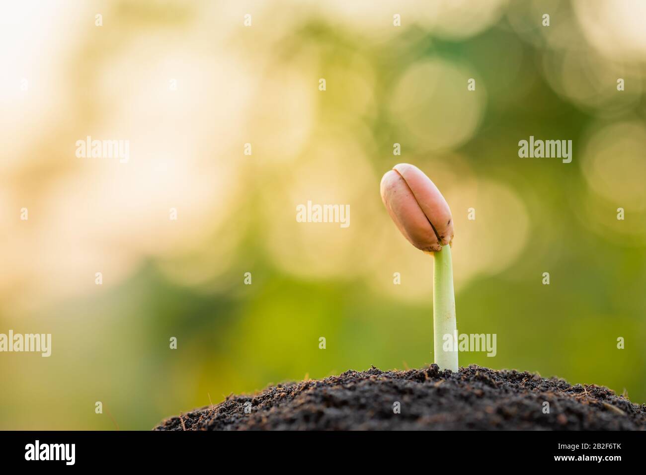 Close up Young sprout of Afzelia, Doussie or Makha mong tree growing in ...