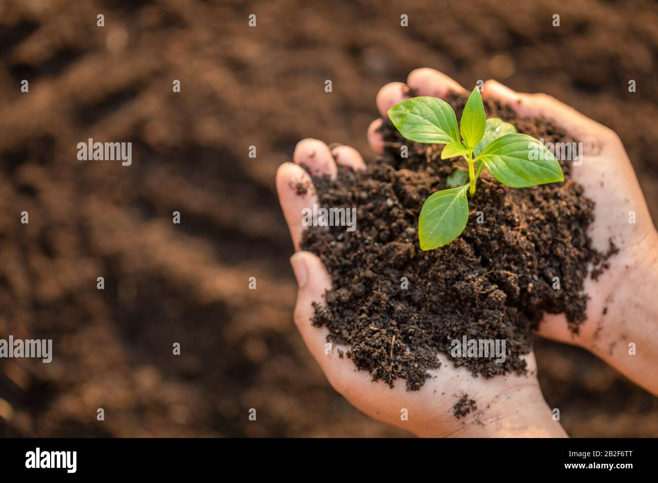 Close up hand holding young green tree sprout and planting in soil ...