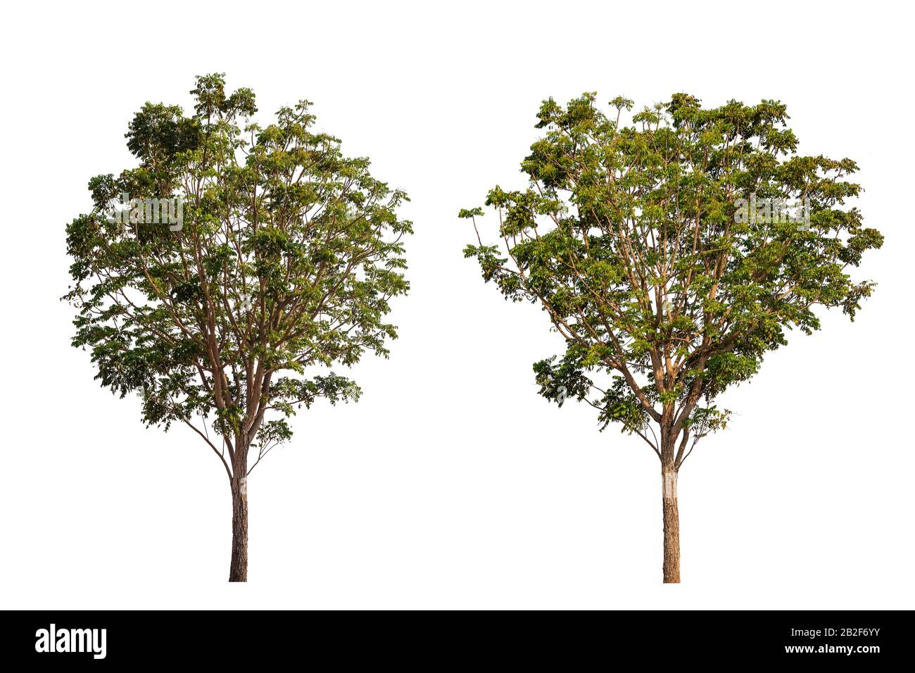 Neem tree trunk Cut Out Stock Images & Pictures - Alamy