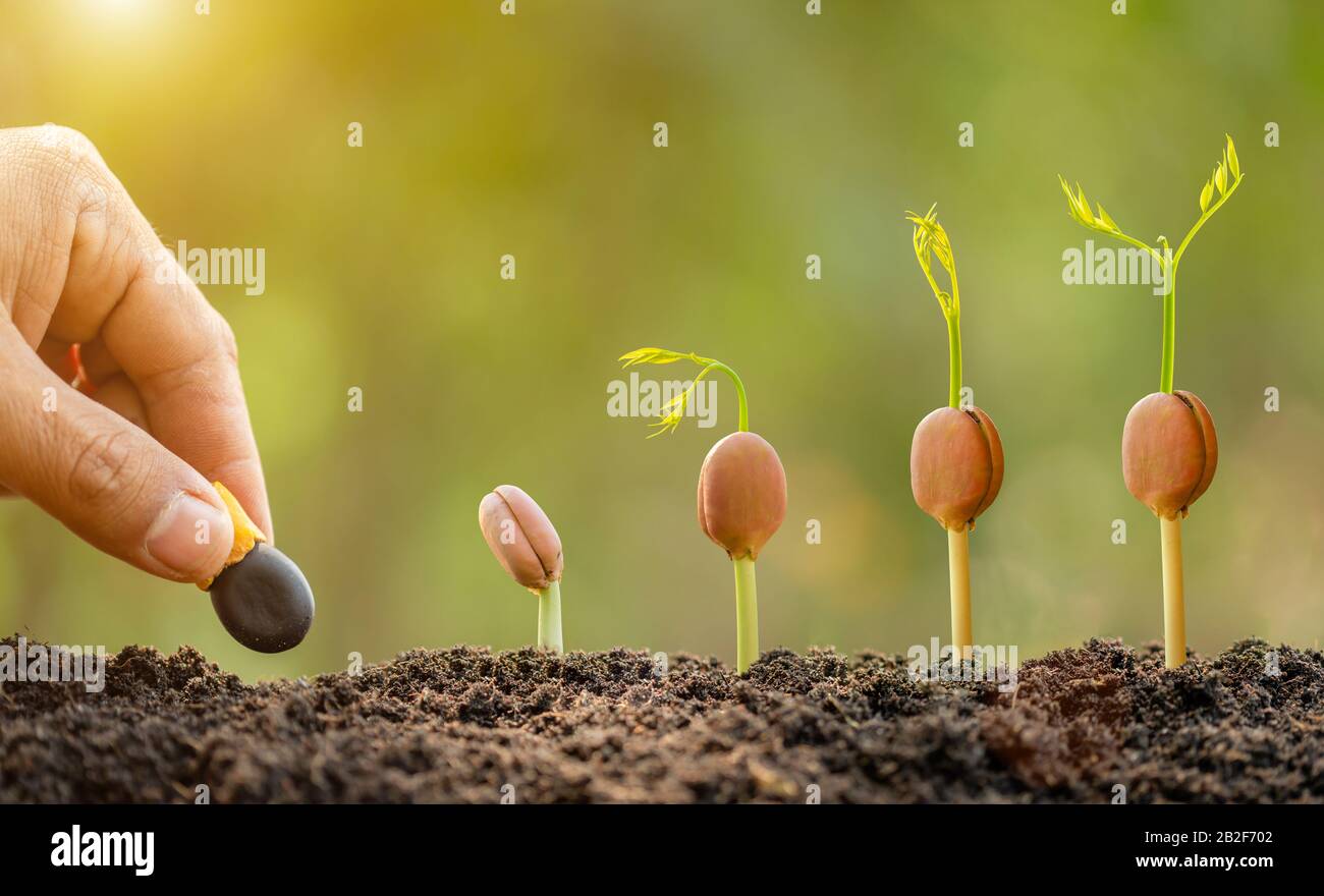 Close up hand of farmer planting a black seeds of Afzelia, Doussie or ...