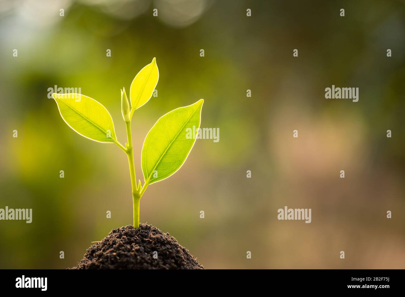 Young green sprout growing in soil with outdoor sunlight and green blur ...