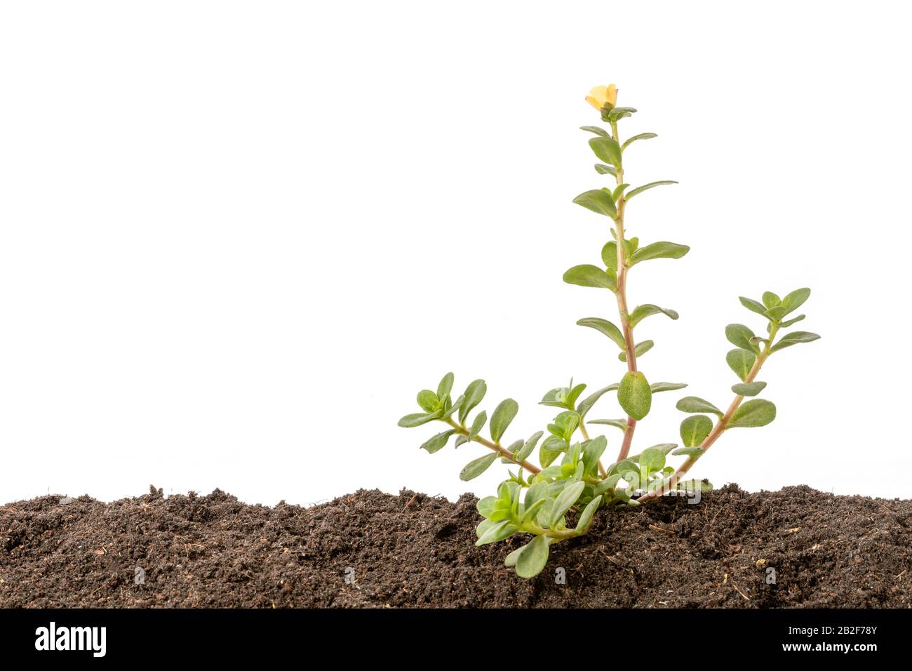 Young green sprout growing in soil isolated on white background ...