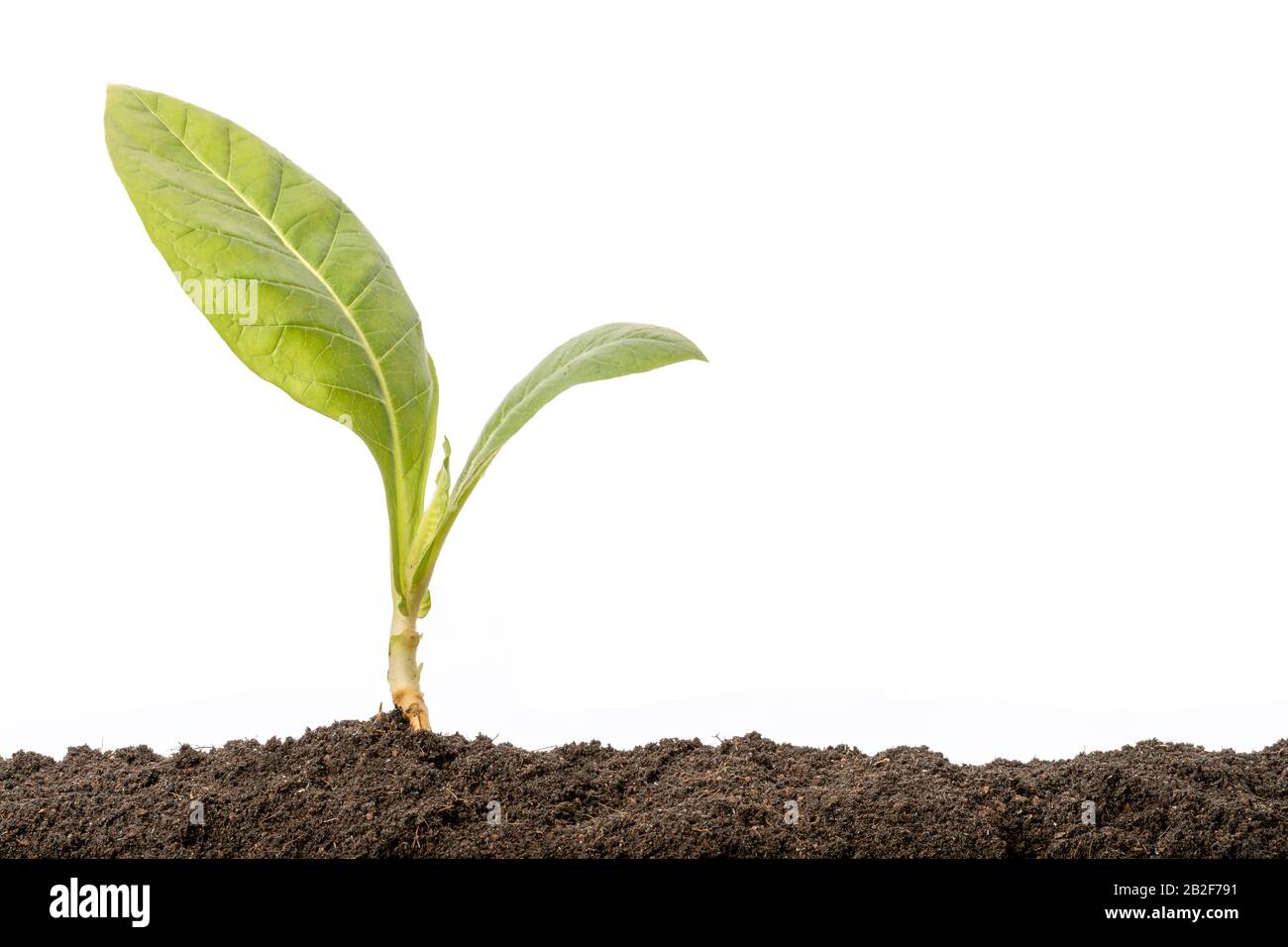 Young green sprout growing in soil isolated on white background ...