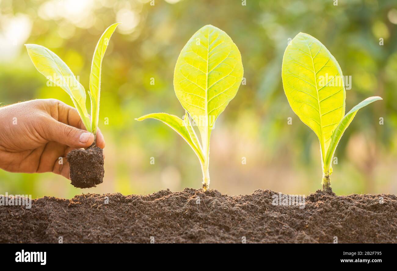 Young green sprout growing in soil with outdoor sunlight and green blur ...