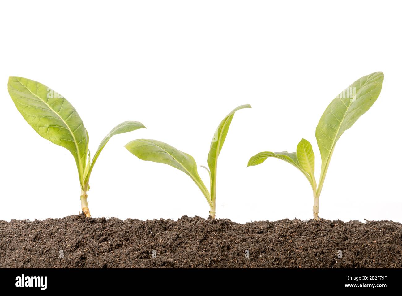 Young green sprout growing in soil isolated on white background ...
