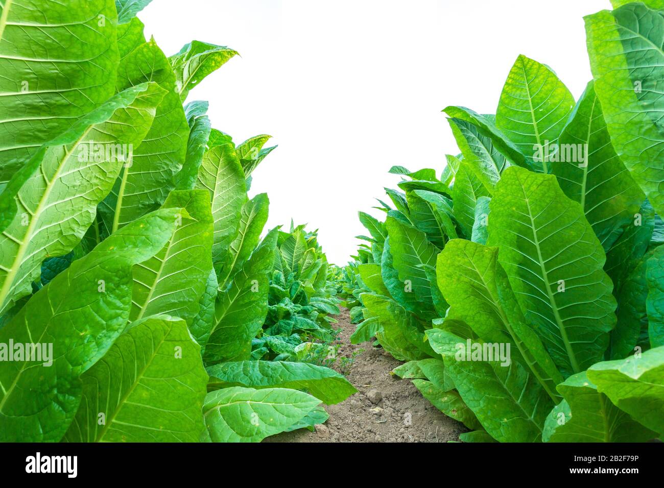 Tobacco leaf on white hi-res stock photography and images - Alamy