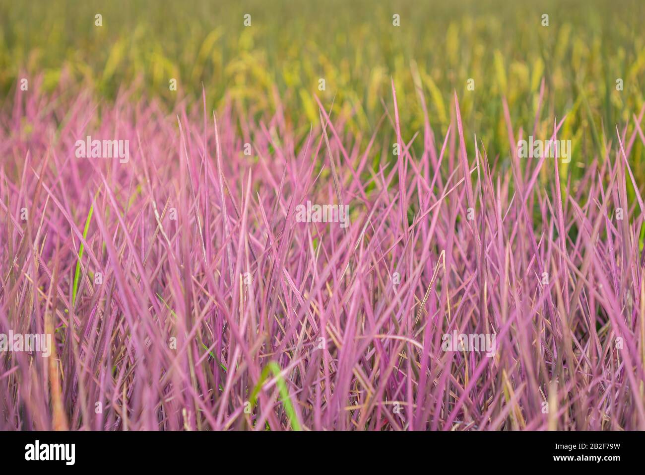 View of pink rice field in Phitsanulok province. Thailand. The new ...