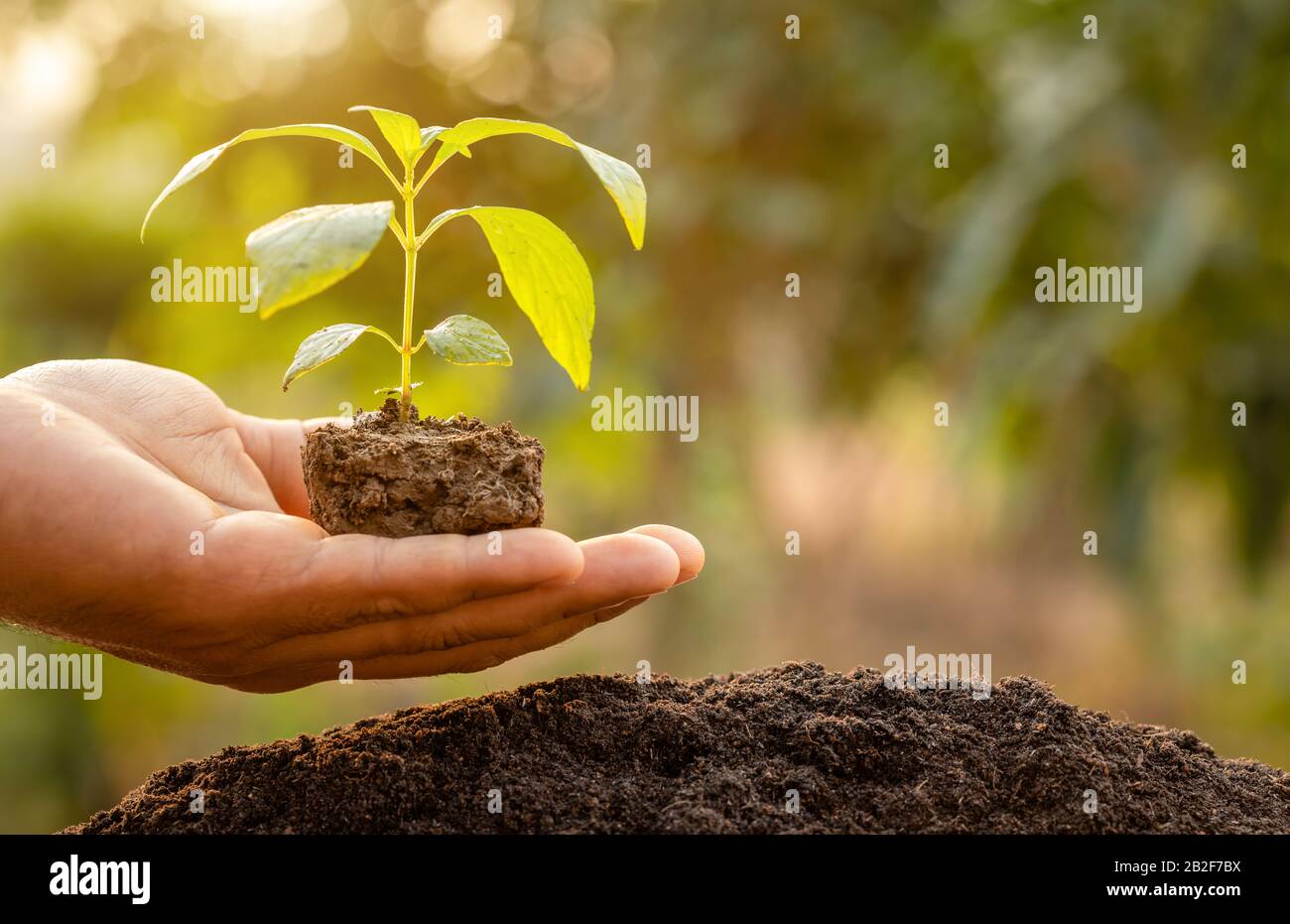 Close up hand holding young green tree sprout and planting in soil ...
