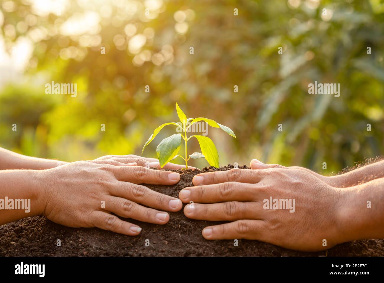 Close up hand holding young green tree sprout and planting in soil ...