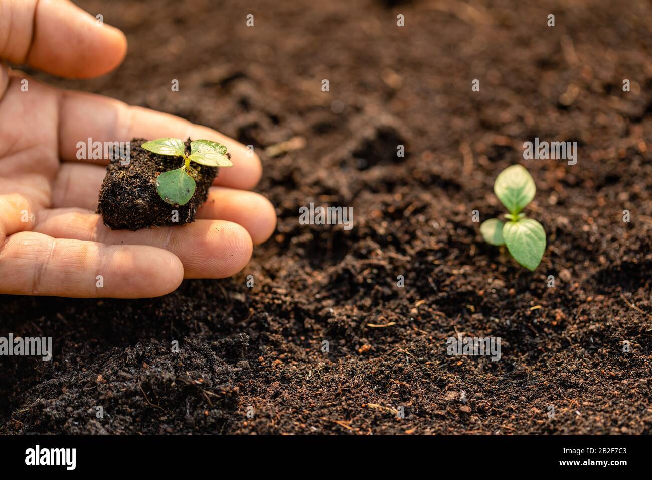 Close up hand holding young green tree sprout and planting in soil ...