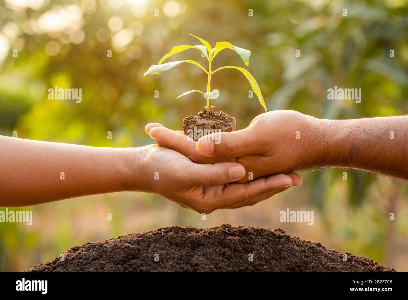 Close up hand holding young green tree sprout and planting in soil ...