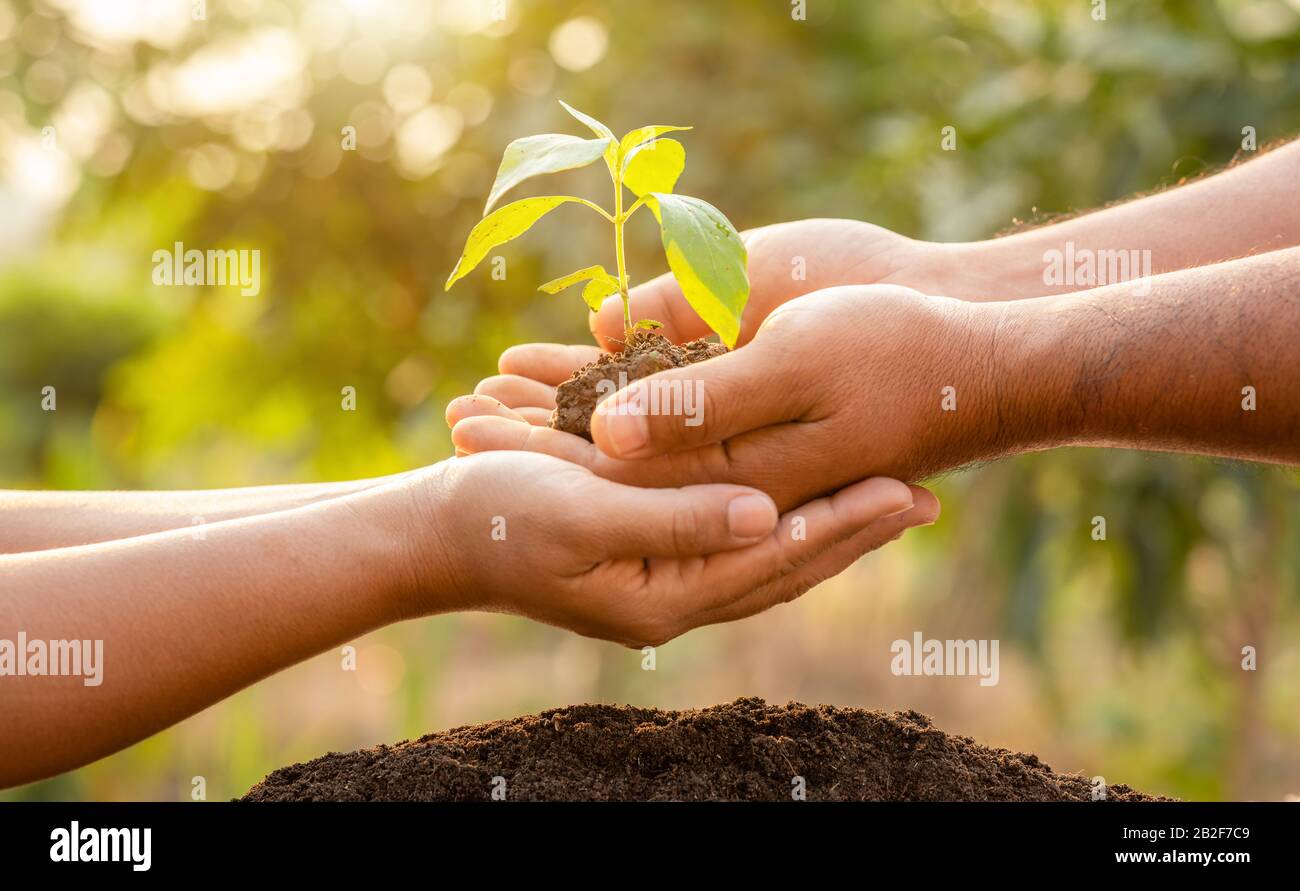 Close up hand holding young green tree sprout and planting in soil ...