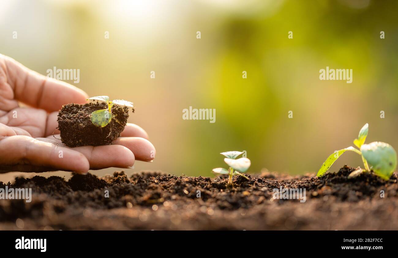 Close up hand holding young green tree sprout and planting in soil ...