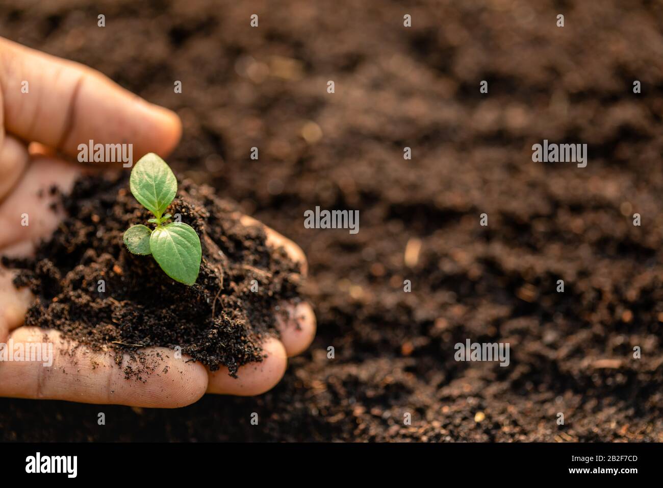 Close up hand holding young green tree sprout and planting in soil ...