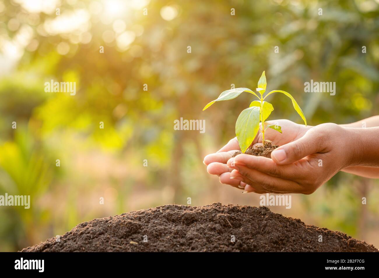 Close up hand holding young green tree sprout and planting in soil ...
