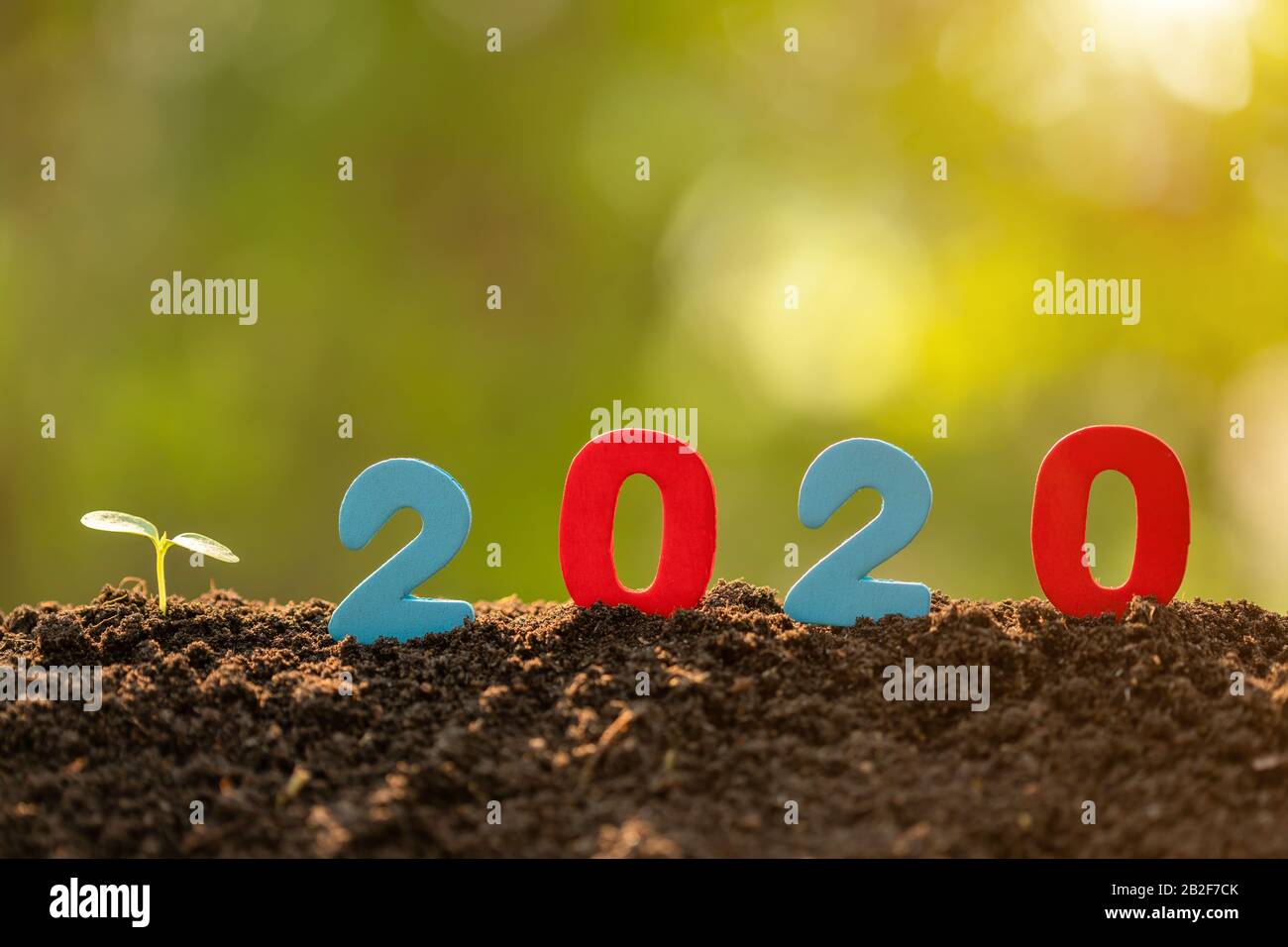 Color number 2020 and green young tree sprout growing in soil in garden ...