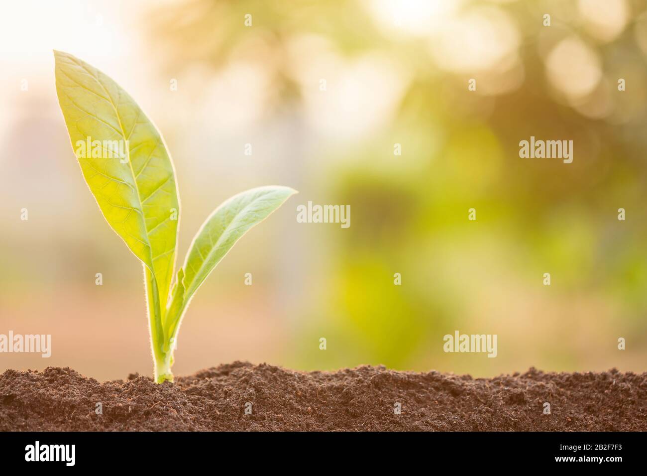 Young green sprout growing in soil with outdoor sunlight and green blur ...