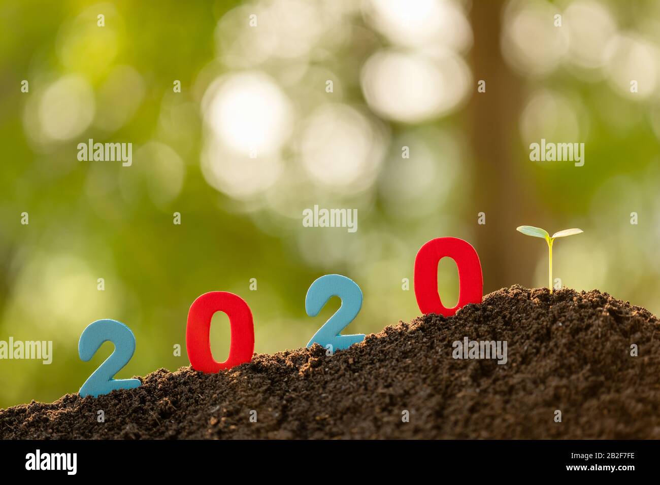 Color number 2020 and green young tree sprout growing in soil in garden ...