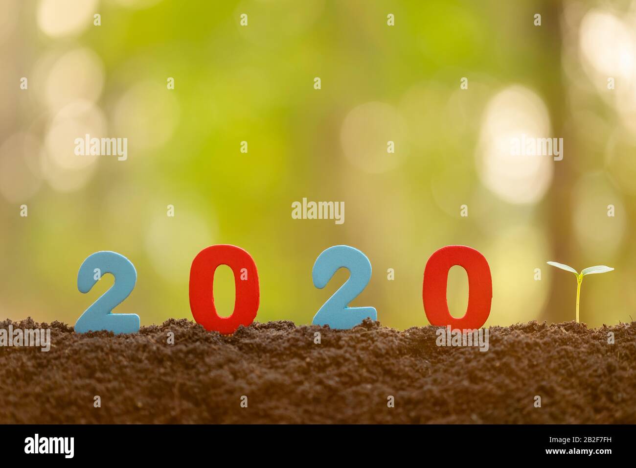 Color number 2020 and green young tree sprout growing in soil in garden ...