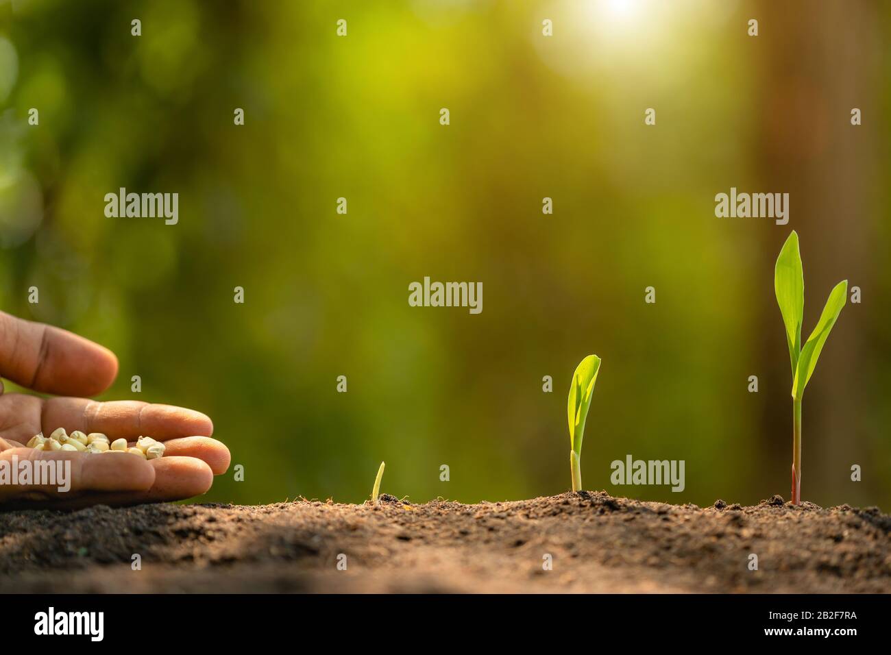 Close up farmer's hand planting seeds of corn tree in soil. Agriculture ...