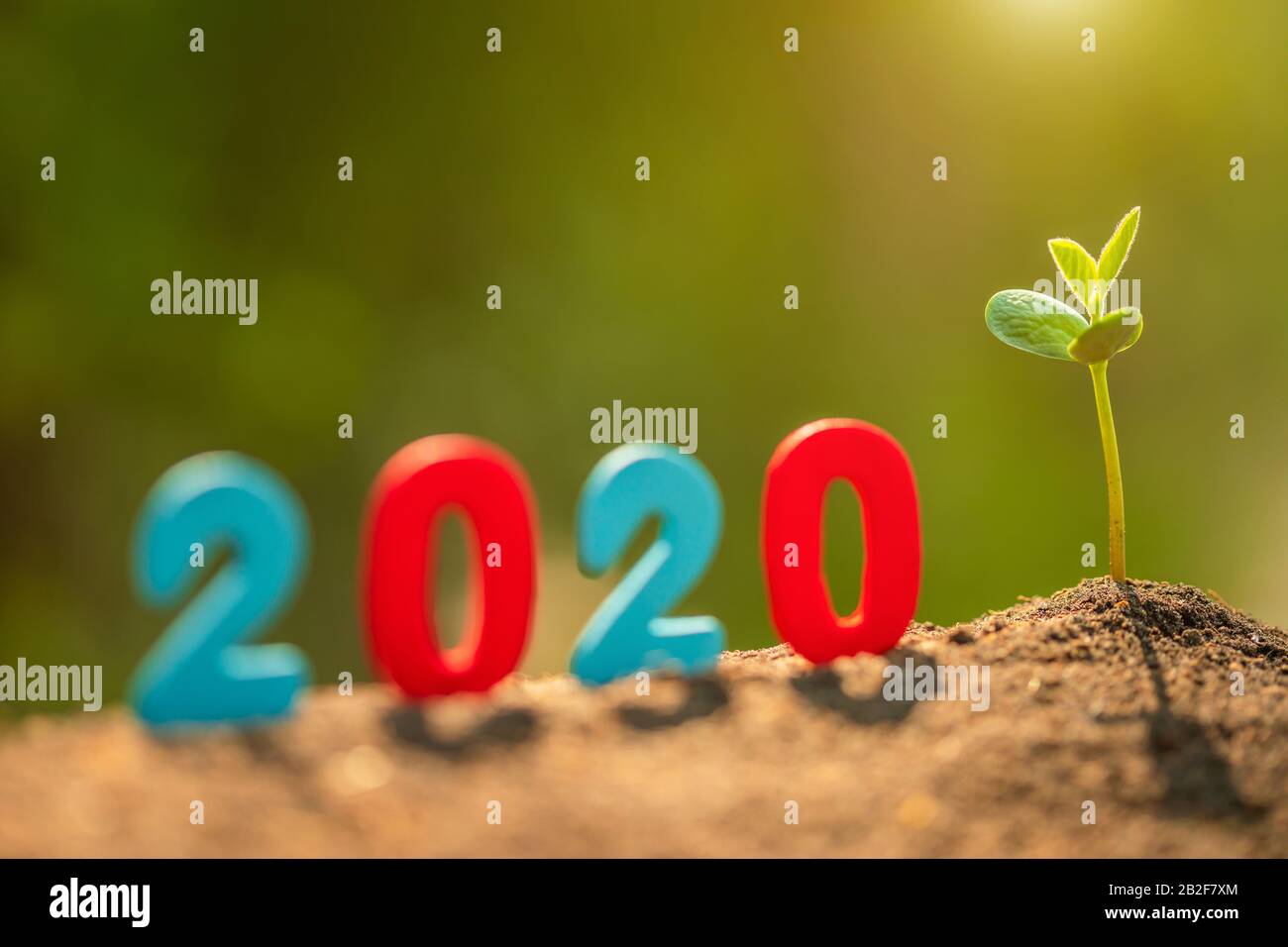 Color number 2020 and green young tree sprout growing in soil in garden ...