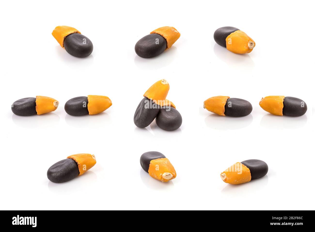 Close up black seed of Afzelia, Doussie or Makha mong tree isolated on ...