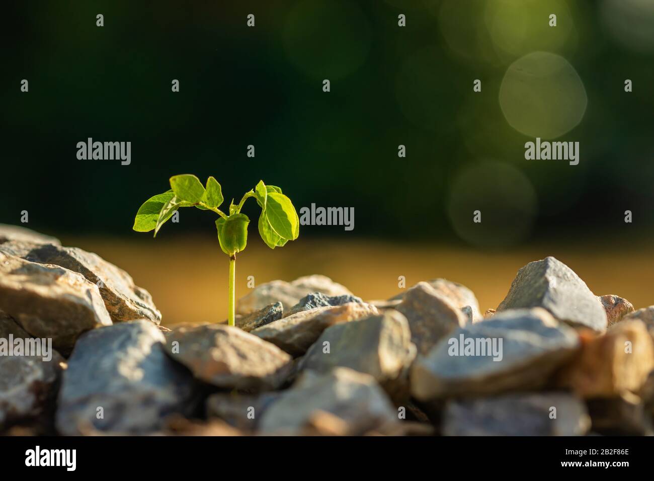 Young green sprout growing in soil pile of rock on green blur ...