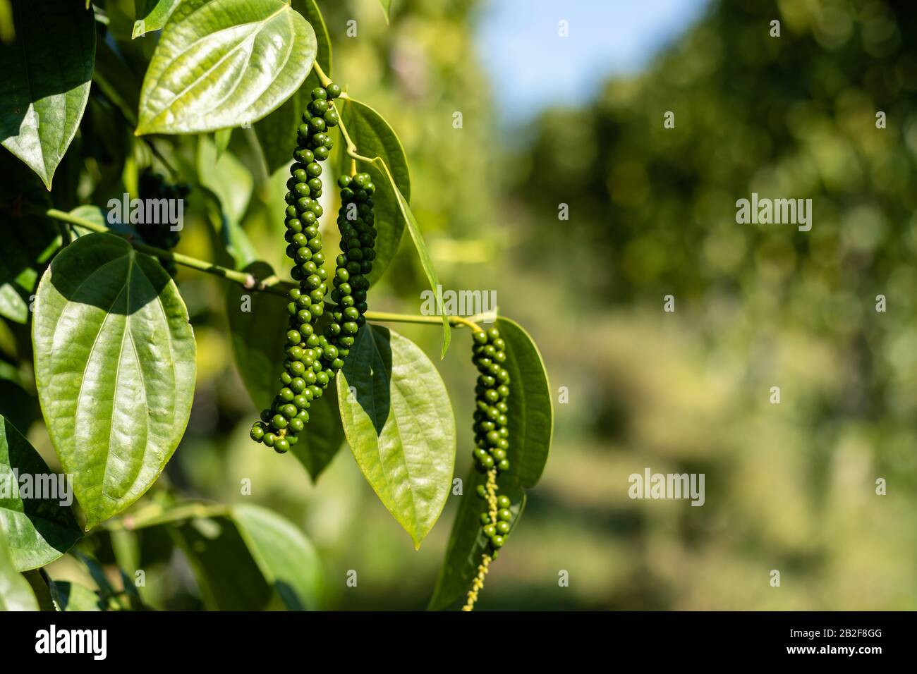 Pepper tree climbing on the pole in the field at northern of thailand ...
