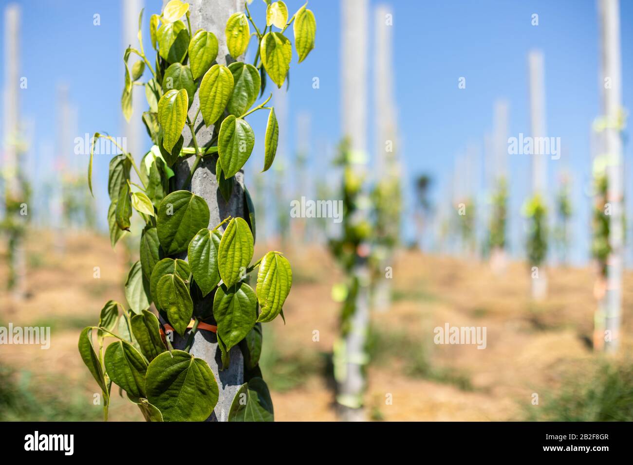 Pepper tree climbing on the pole in the field at northern of thailand ...