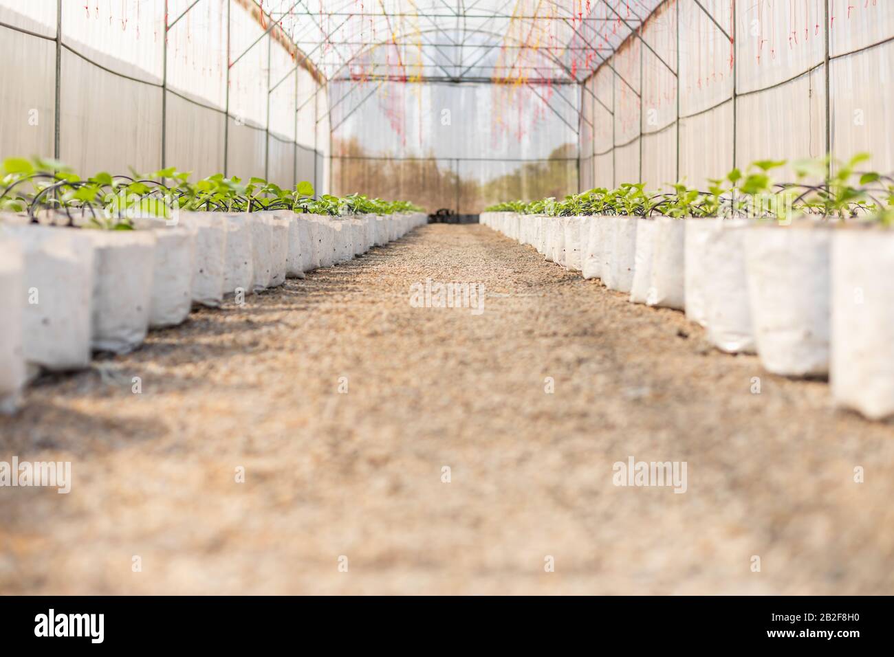Melon tree hi-res stock photography and images - Alamy