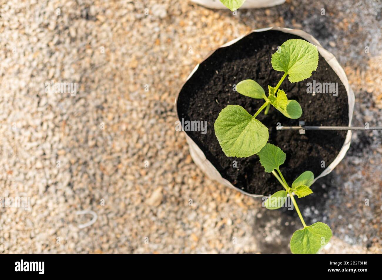 Melon tree hi-res stock photography and images - Alamy
