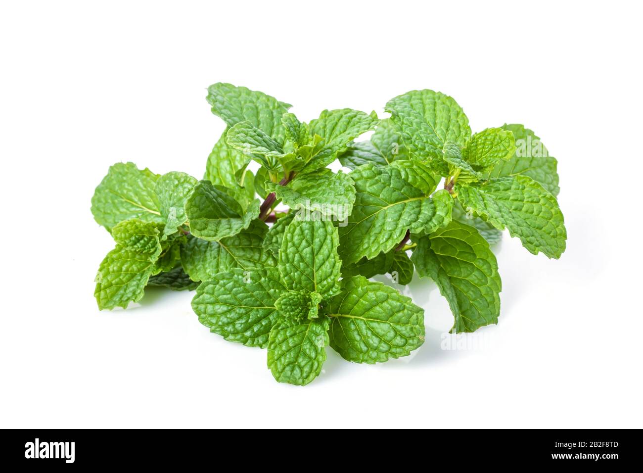 Close up green fresh peppermint isolated on white background Stock ...
