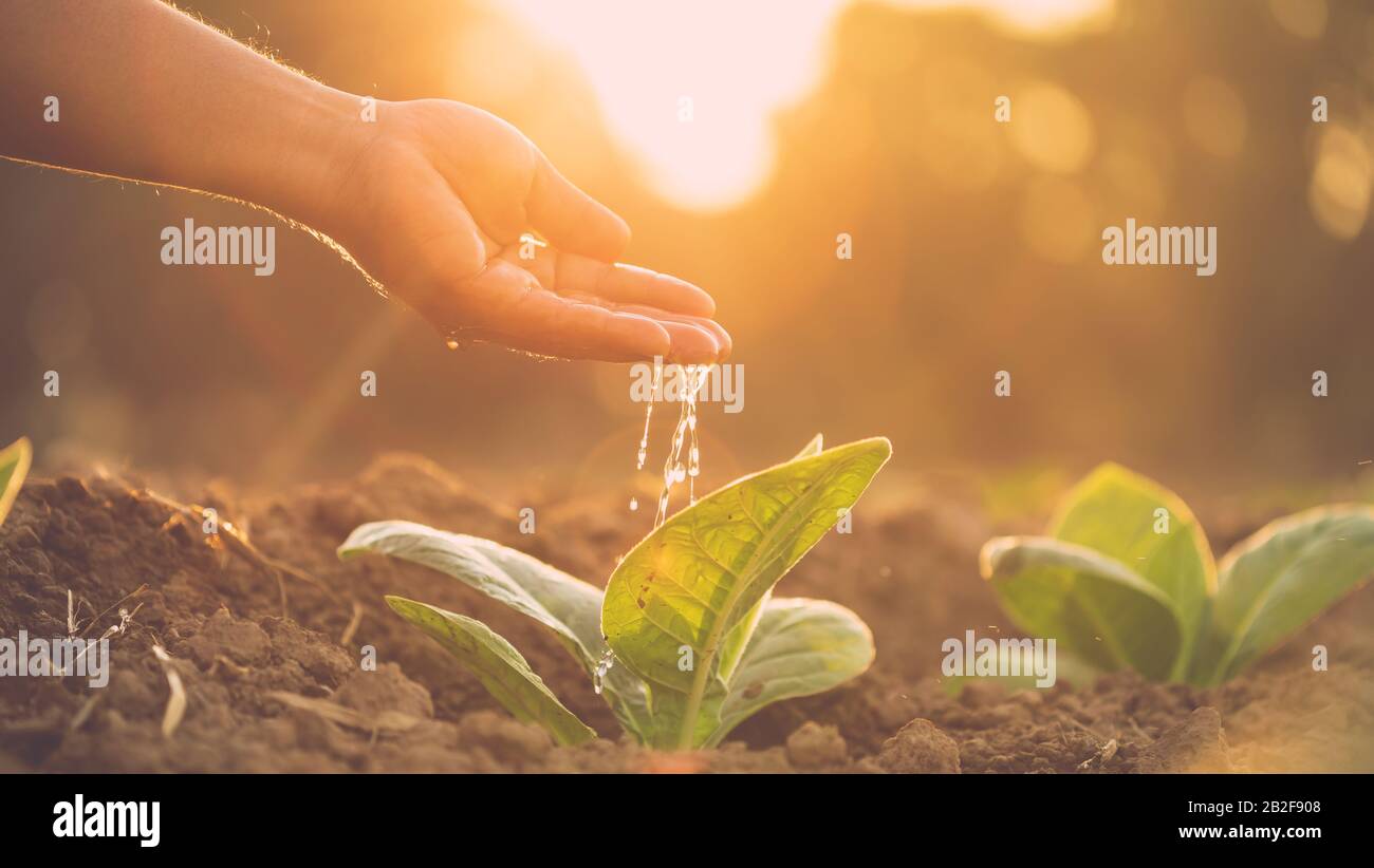 Close up hand giving water to young tobacco tree at the field in ...