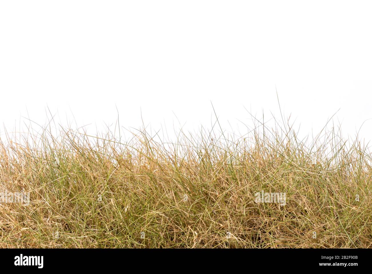 Dry brown garden grass studio shot and isolated on white background ...