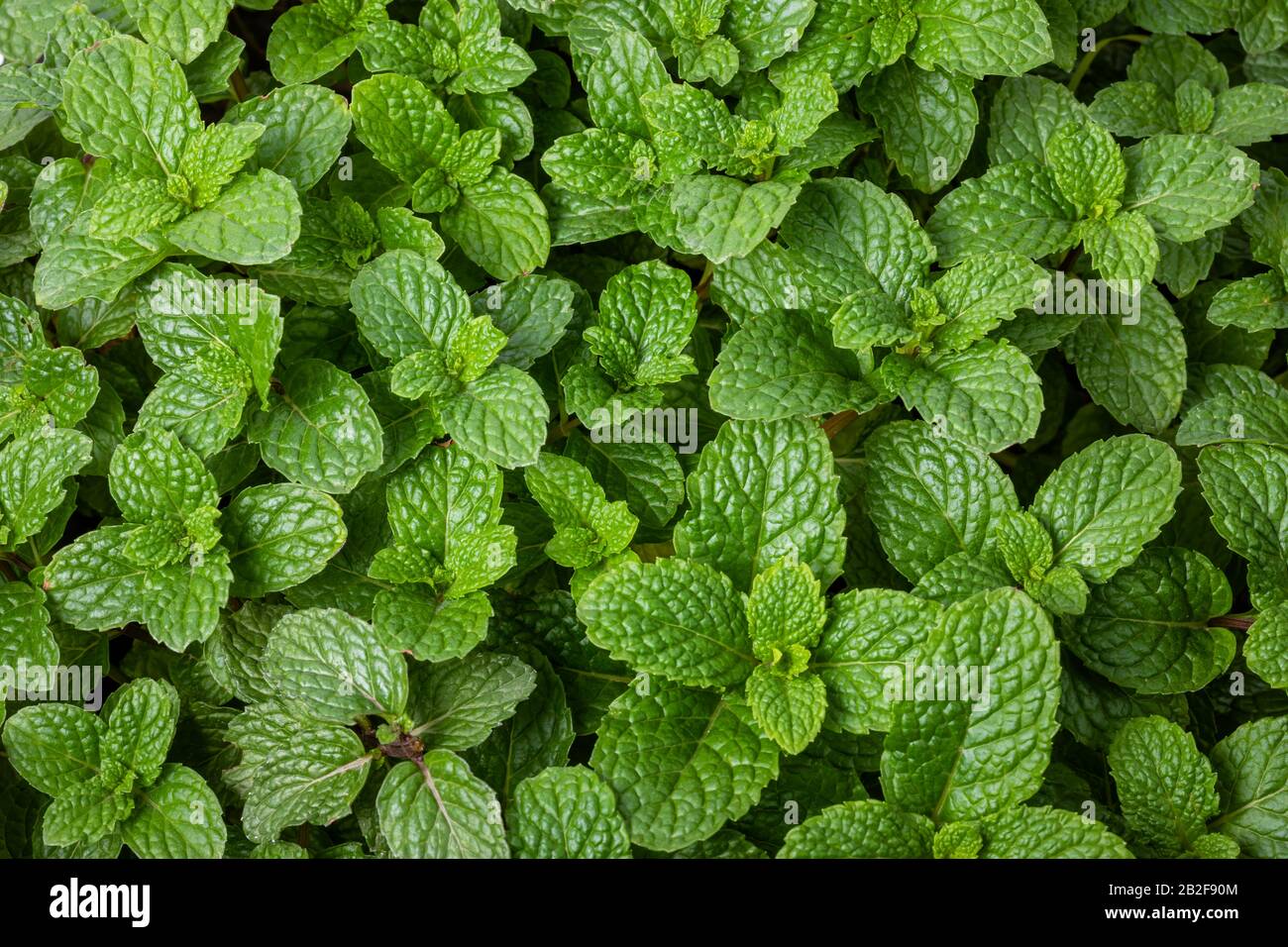 Close up green fresh peppermint isolated on white background Stock ...