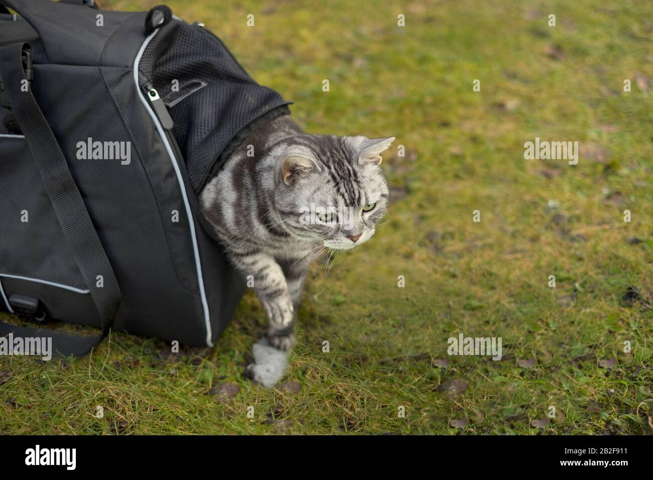Cat escaping hi-res stock photography and images - Alamy