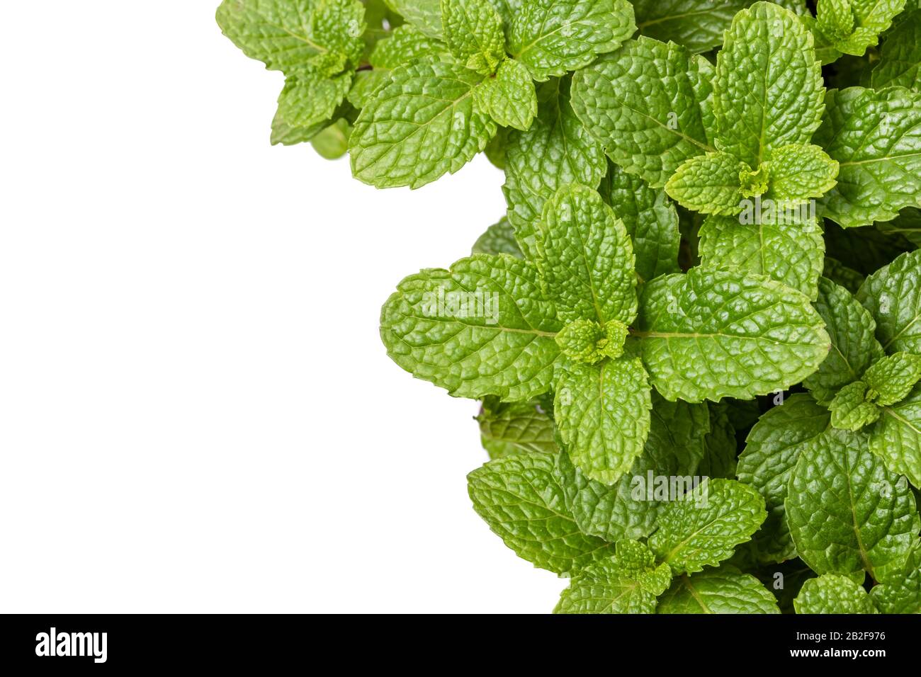 Close up green fresh peppermint isolated on white background Stock ...