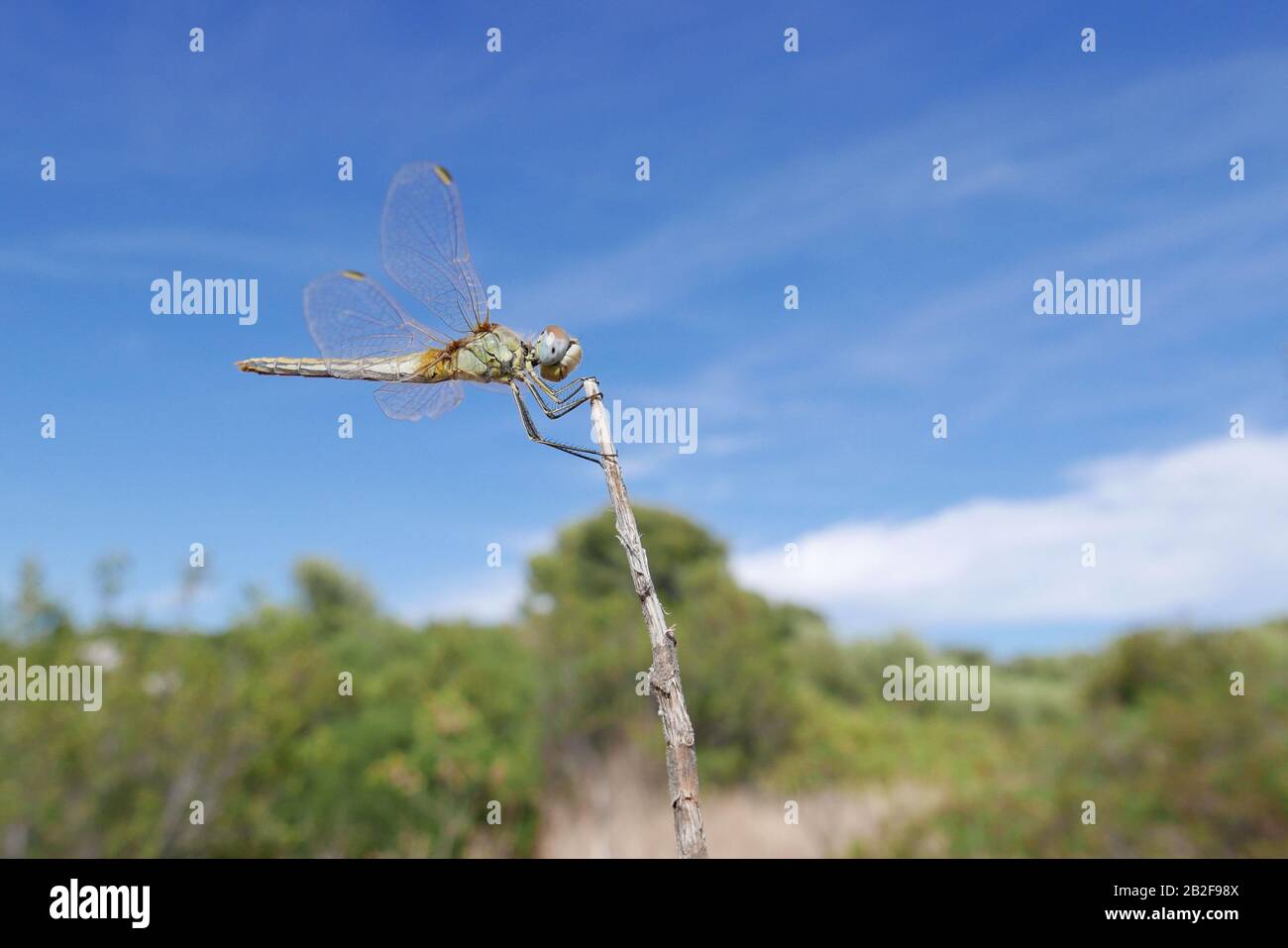 flight of dragonfly posed on a branch in Provence, France Stock Photo ...