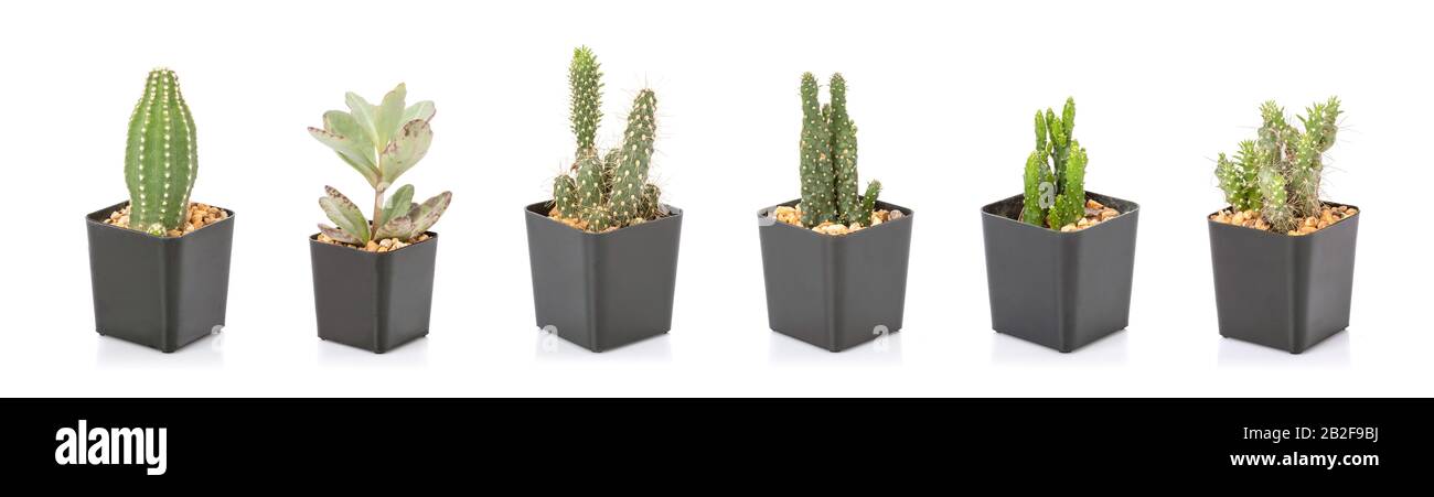 Set of mini cactus in black plastic planting pot isolated on white ...