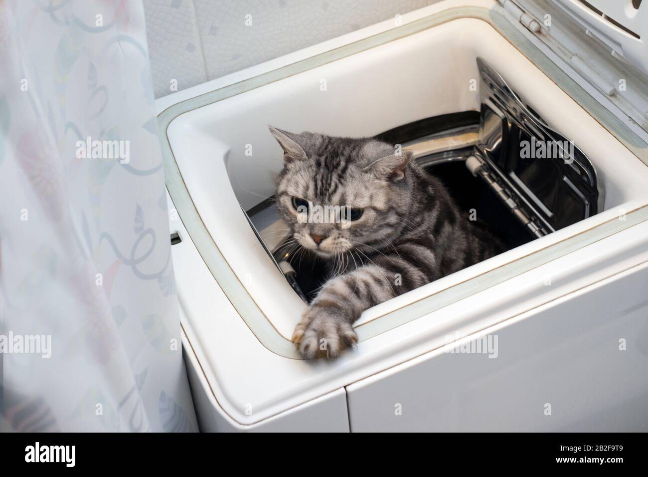 Cat washing machine hi-res stock photography and images - Alamy