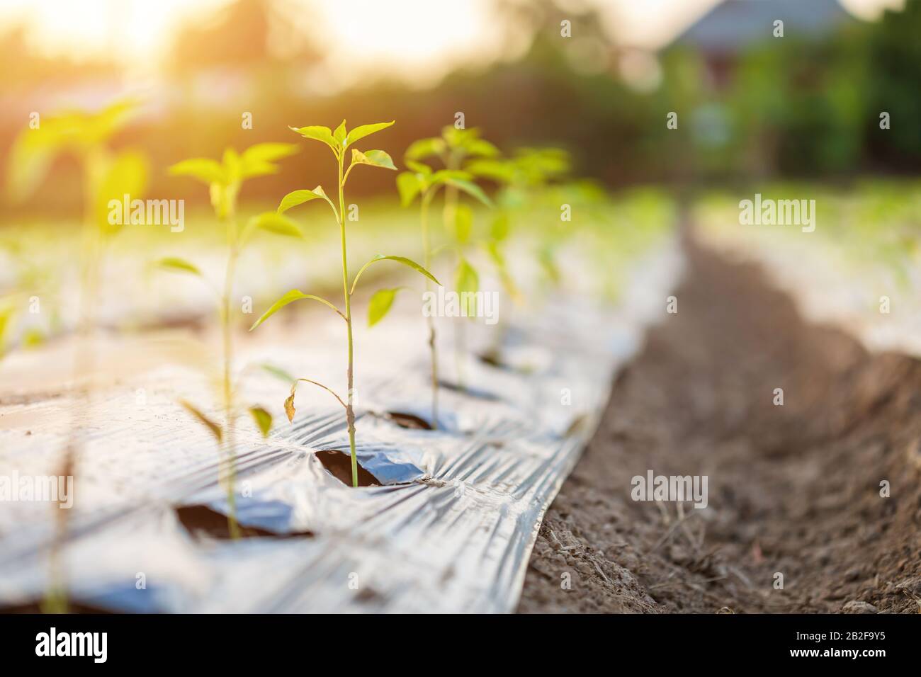 Chilli crop hi-res stock photography and images - Alamy