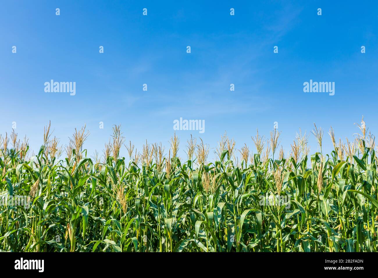 Young green corn field, Row of corn plantation near sliding soil ...
