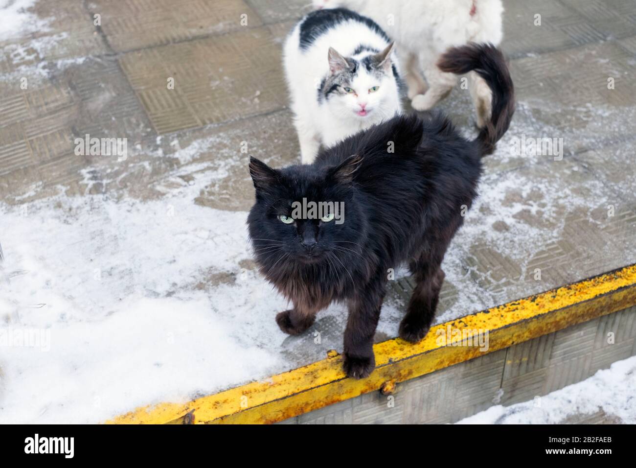 Bunch of stray cats, outdoor winter scene Stock Photo - Alamy