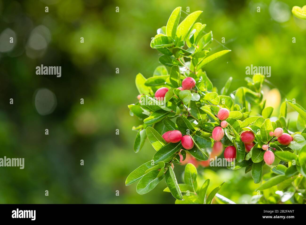 Cluster of bengal currants or Christ's Thorn, sweet and sour tropical ...